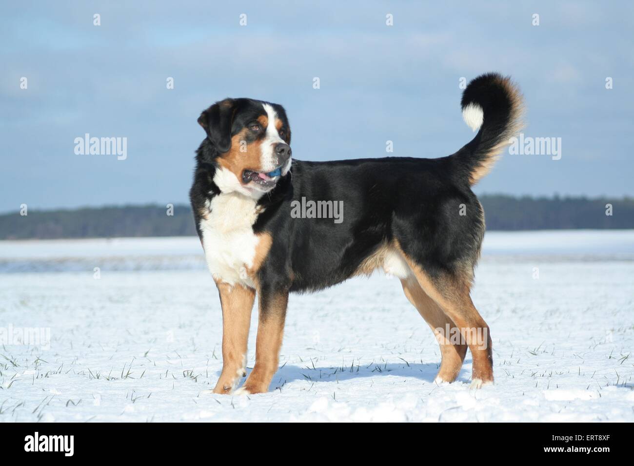 Greater Swiss Mountain Dog Stock Photo - Alamy