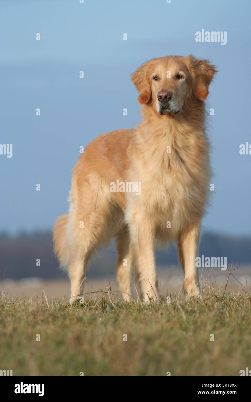 standing Golden Retriever Stock Photo - Alamy