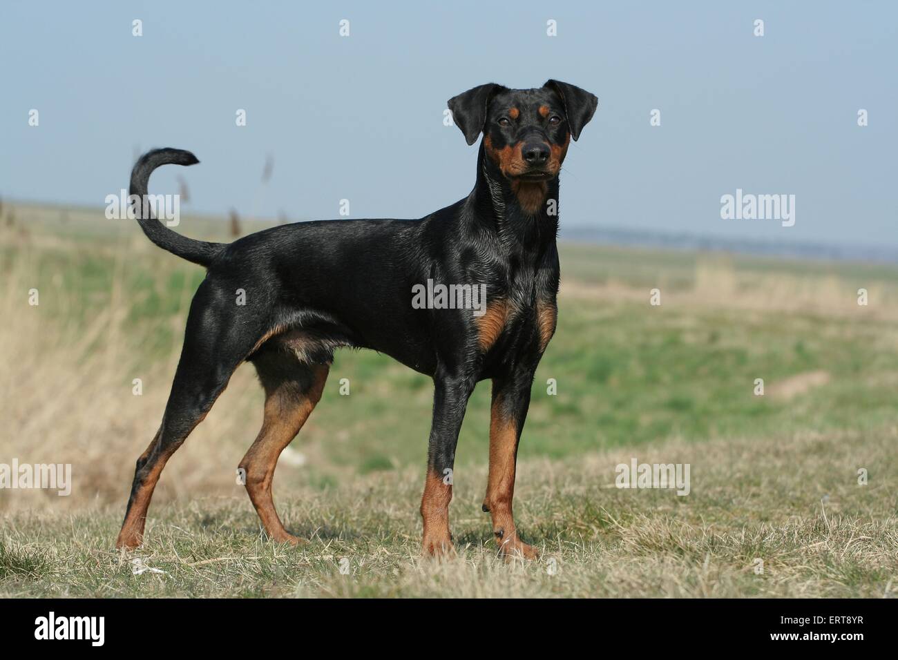 Standard pinschers hi-res stock photography and images - Alamy