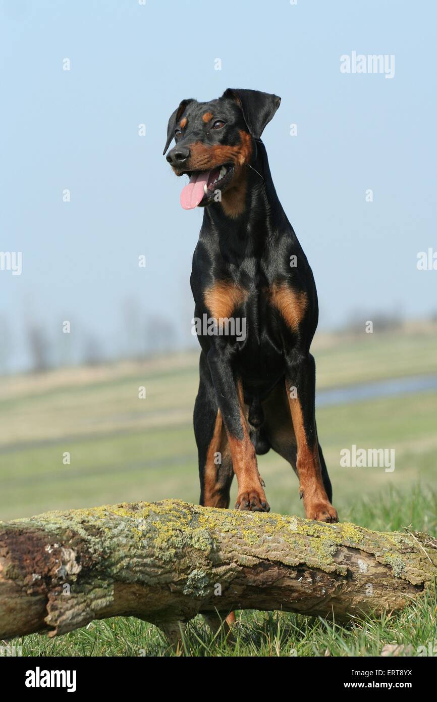 Standard pinschers hi-res stock photography and images - Alamy