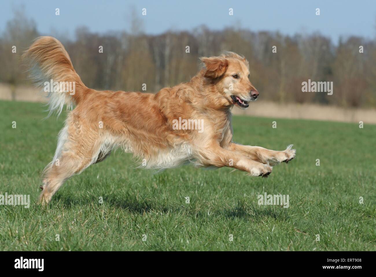 Galloping golden retriever hi-res stock photography and images - Alamy