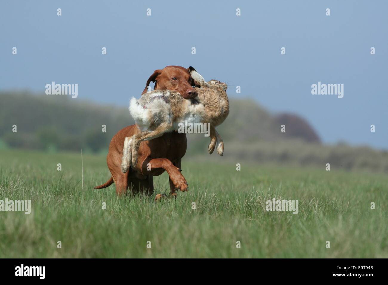 Rabbit shooting dog hi-res stock photography and images - Alamy