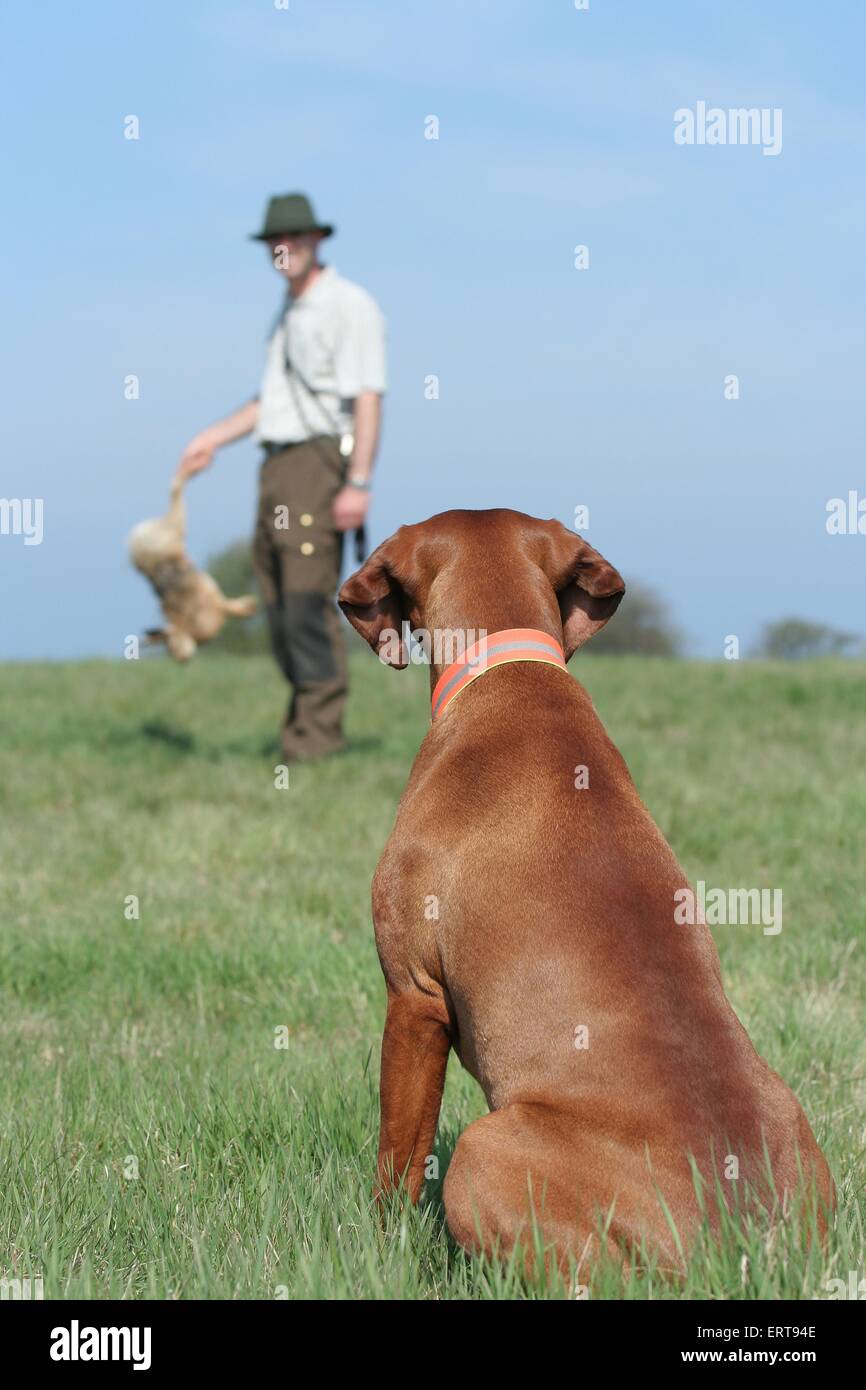 rabbit hunting training Stock Photo - Alamy