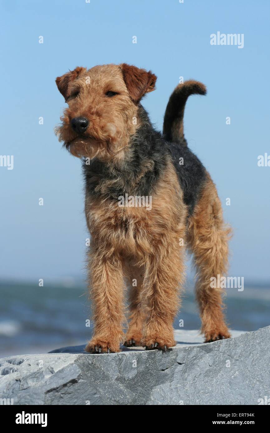 standing Welsh Terrier Stock Photo - Alamy