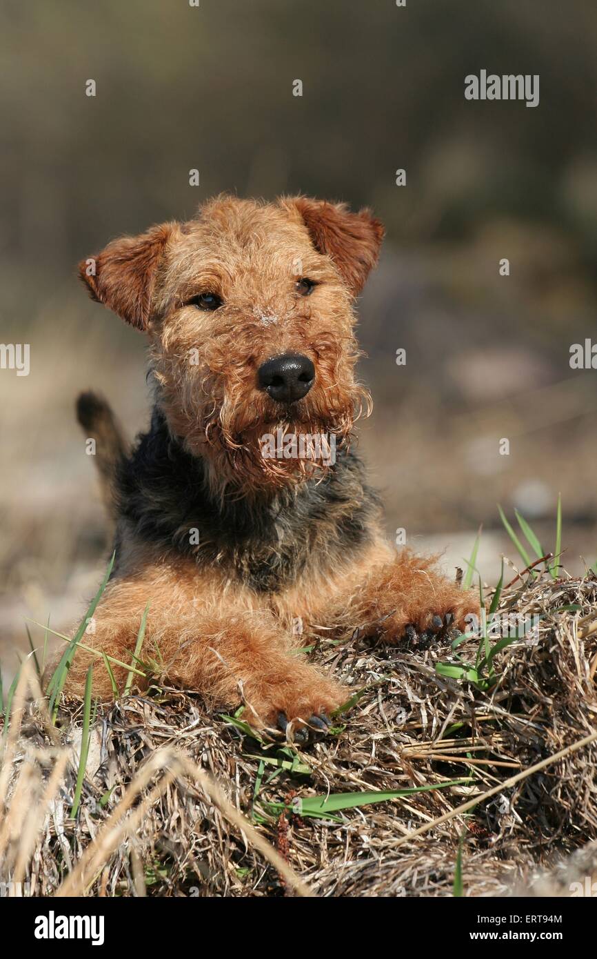 Welsh Terrier Lab Mix