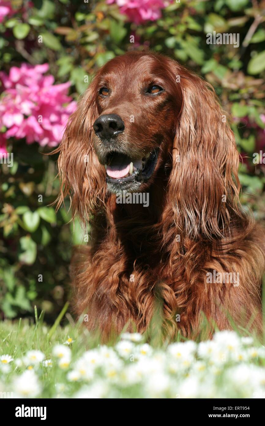 Red setter hi-res stock photography and images - Alamy