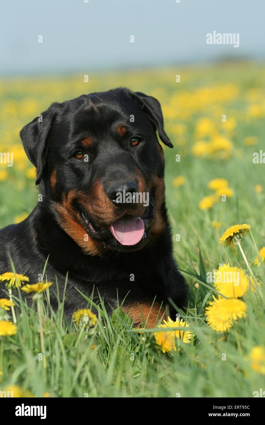 Rottweiler field hi-res stock photography and images - Alamy