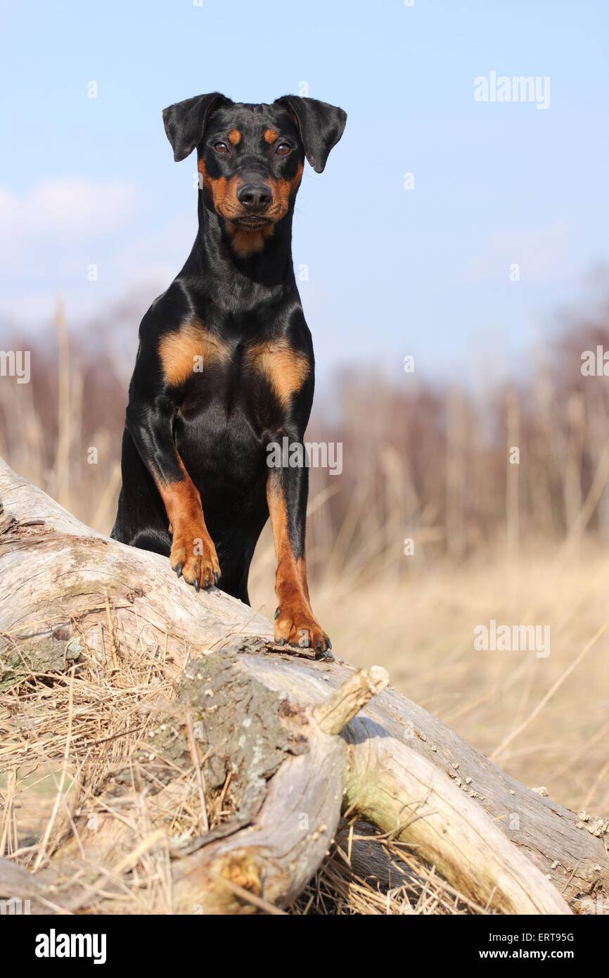 Standard pinschers hi-res stock photography and images - Alamy