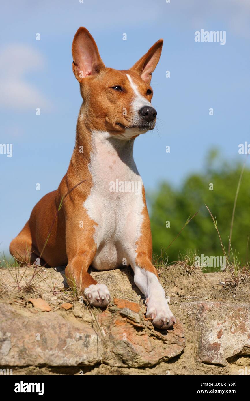 Congo dog hi-res stock photography and images - Alamy