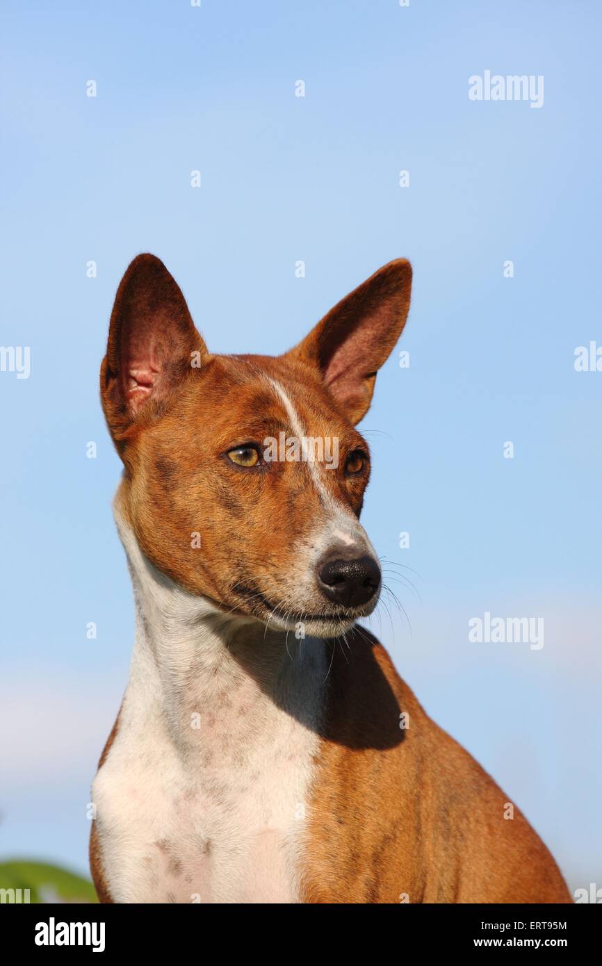 Congo dog hi-res stock photography and images - Alamy