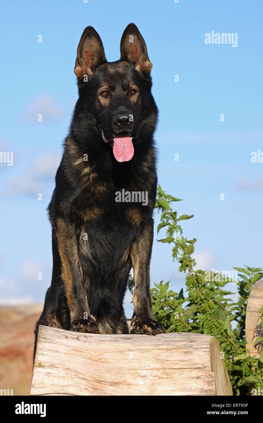 German shepherd by tree hi-res stock photography and images - Alamy