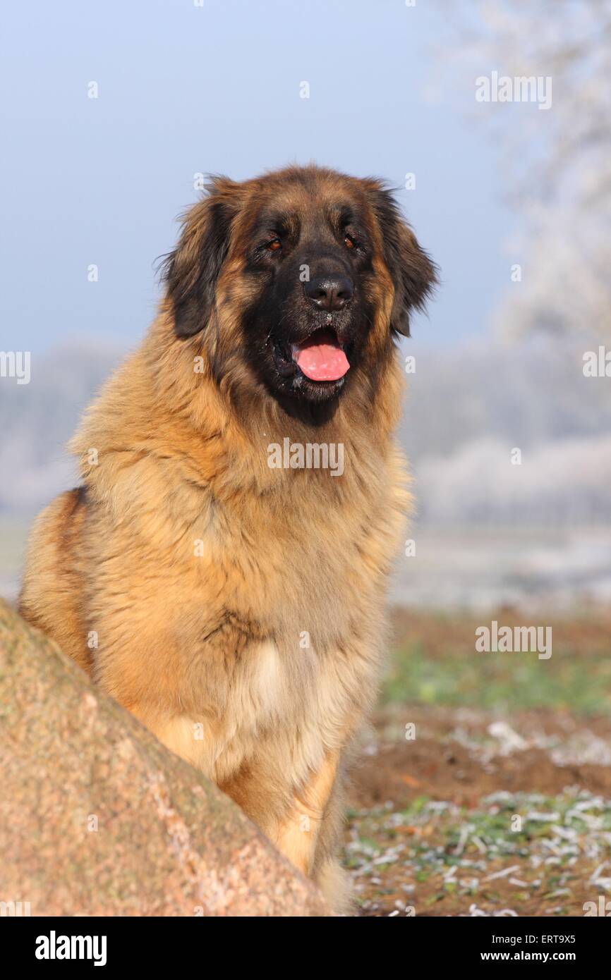 Leonbergers hi-res stock photography and images - Alamy