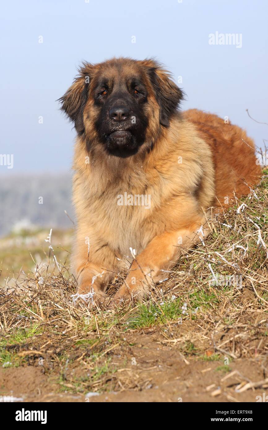 Leonbergers hi-res stock photography and images - Alamy