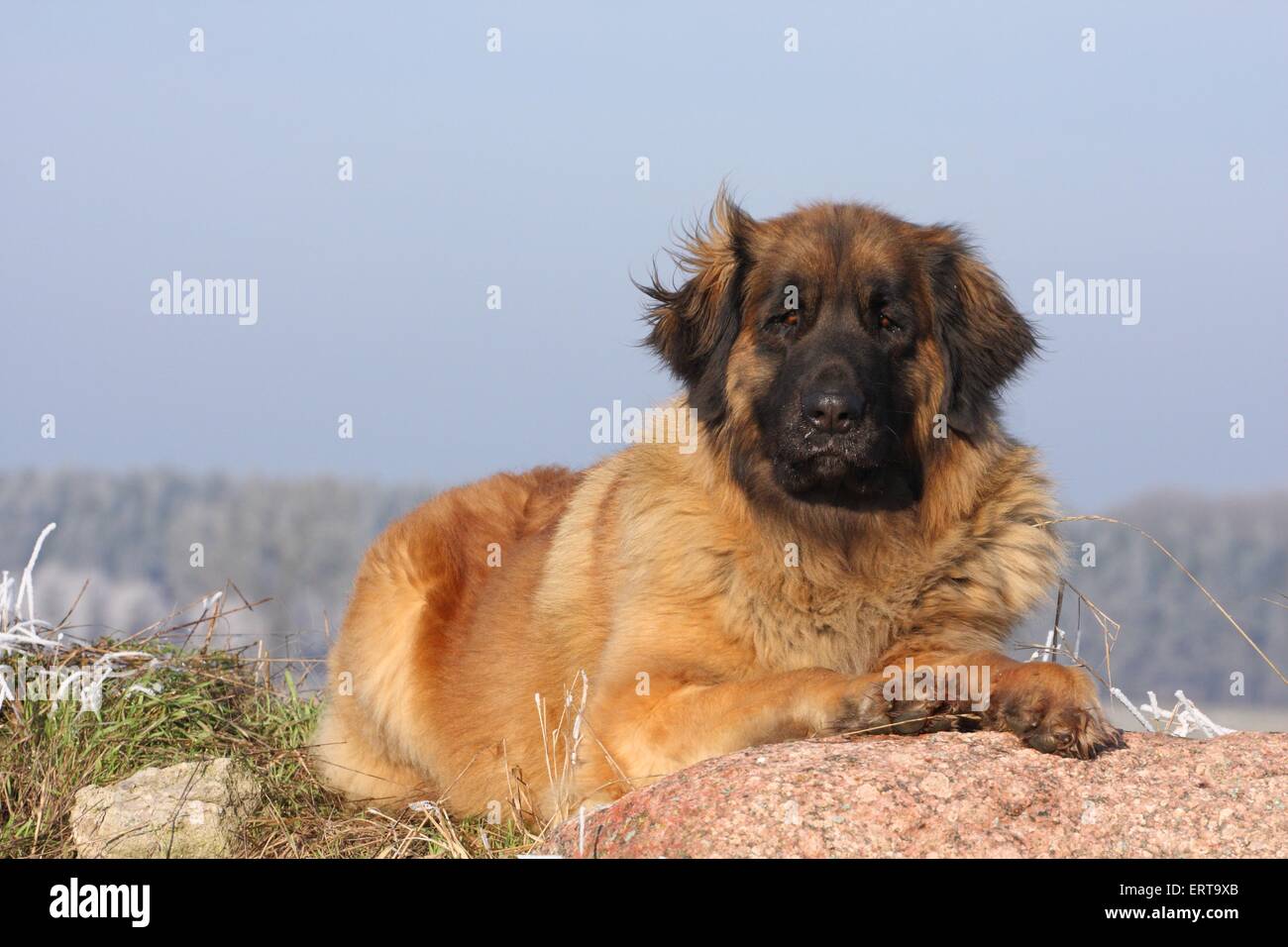 Leonbergers hi-res stock photography and images - Alamy