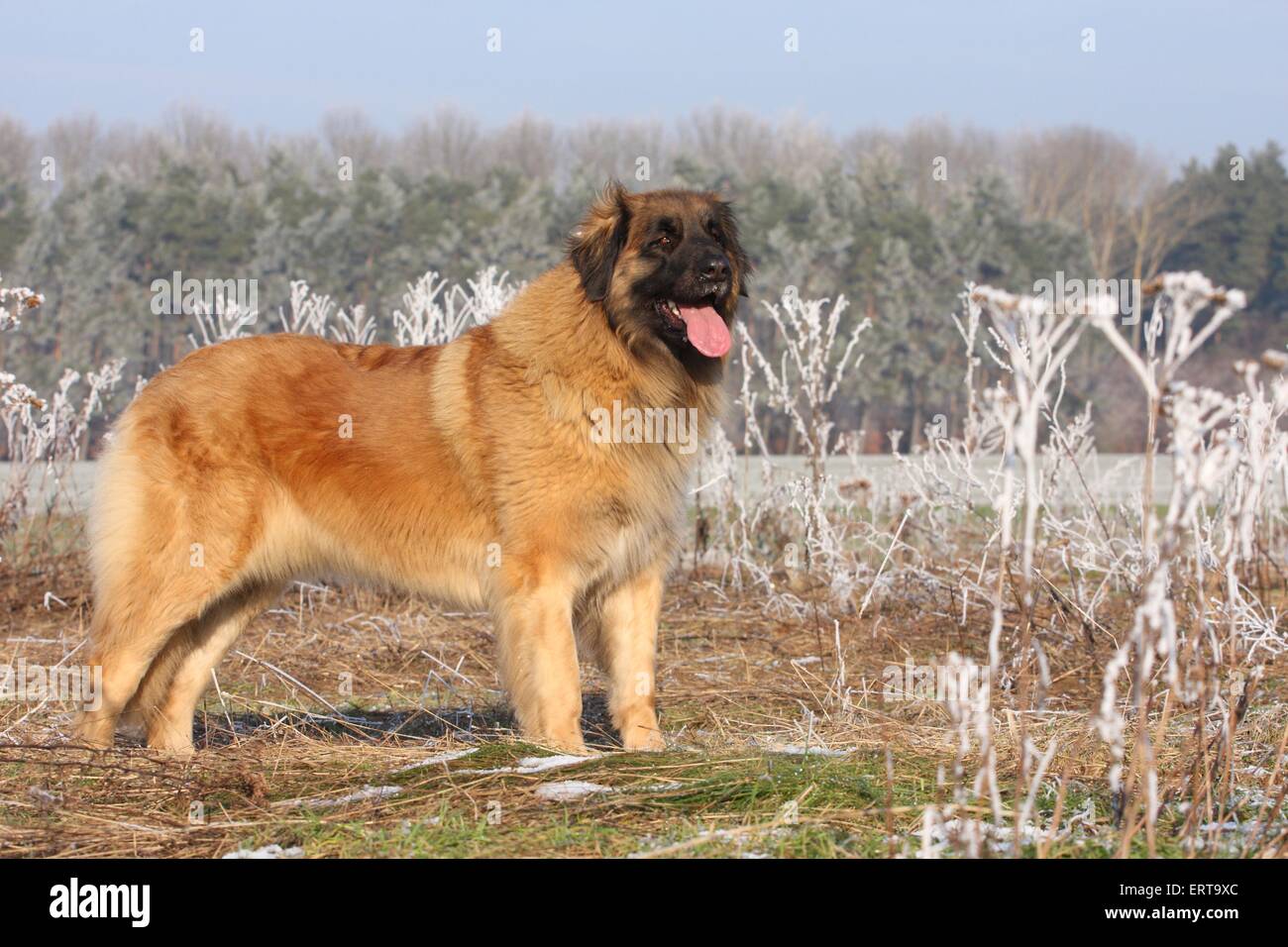 Leonbergers hi-res stock photography and images - Alamy