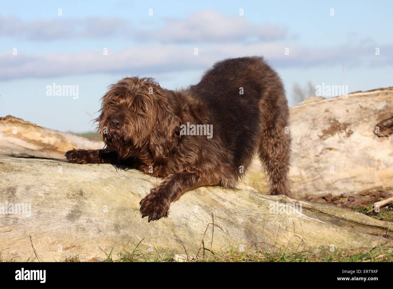 Pudelpointers hi-res stock photography and images - Alamy
