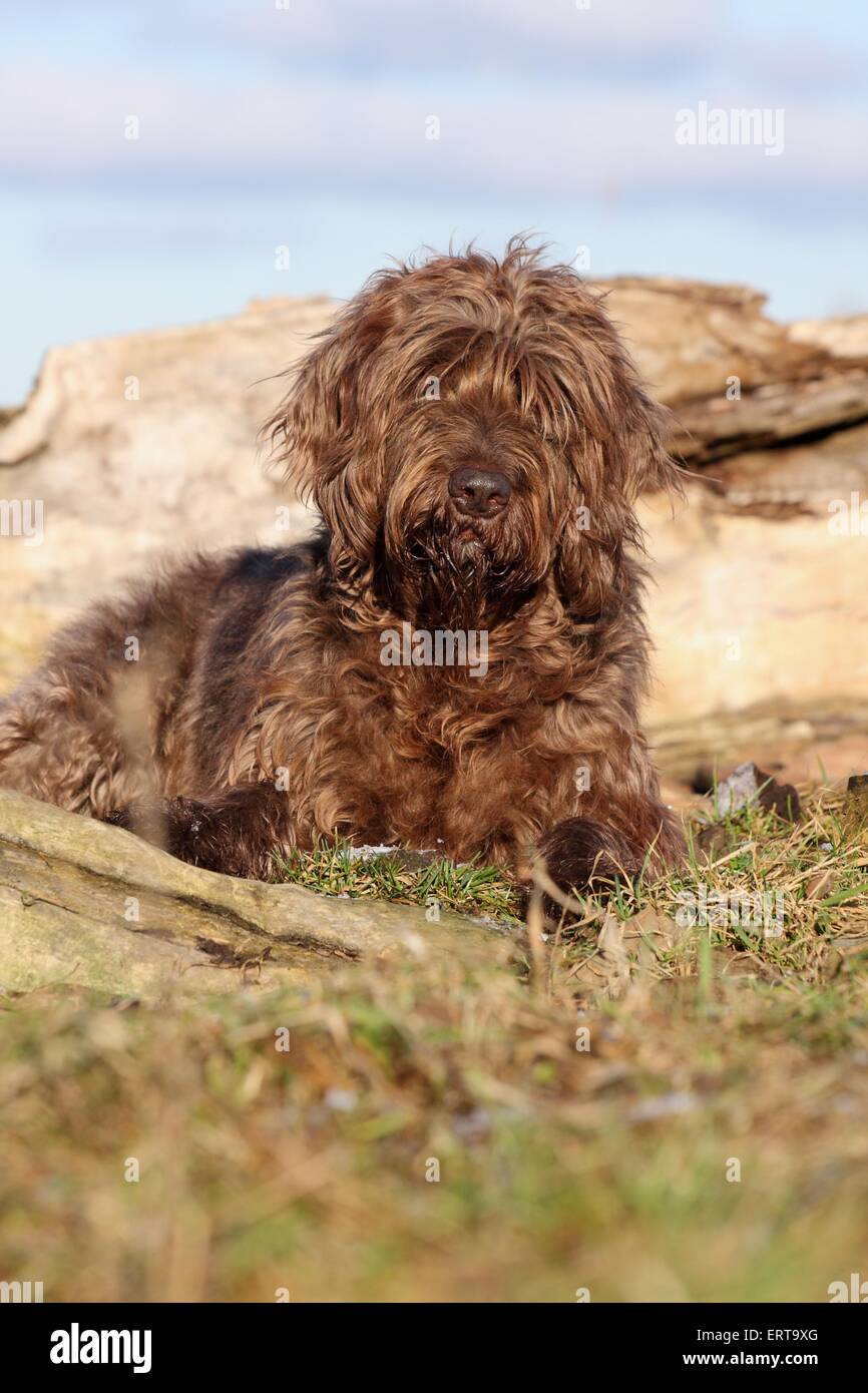Pudelpointer hi-res stock photography and images - Alamy