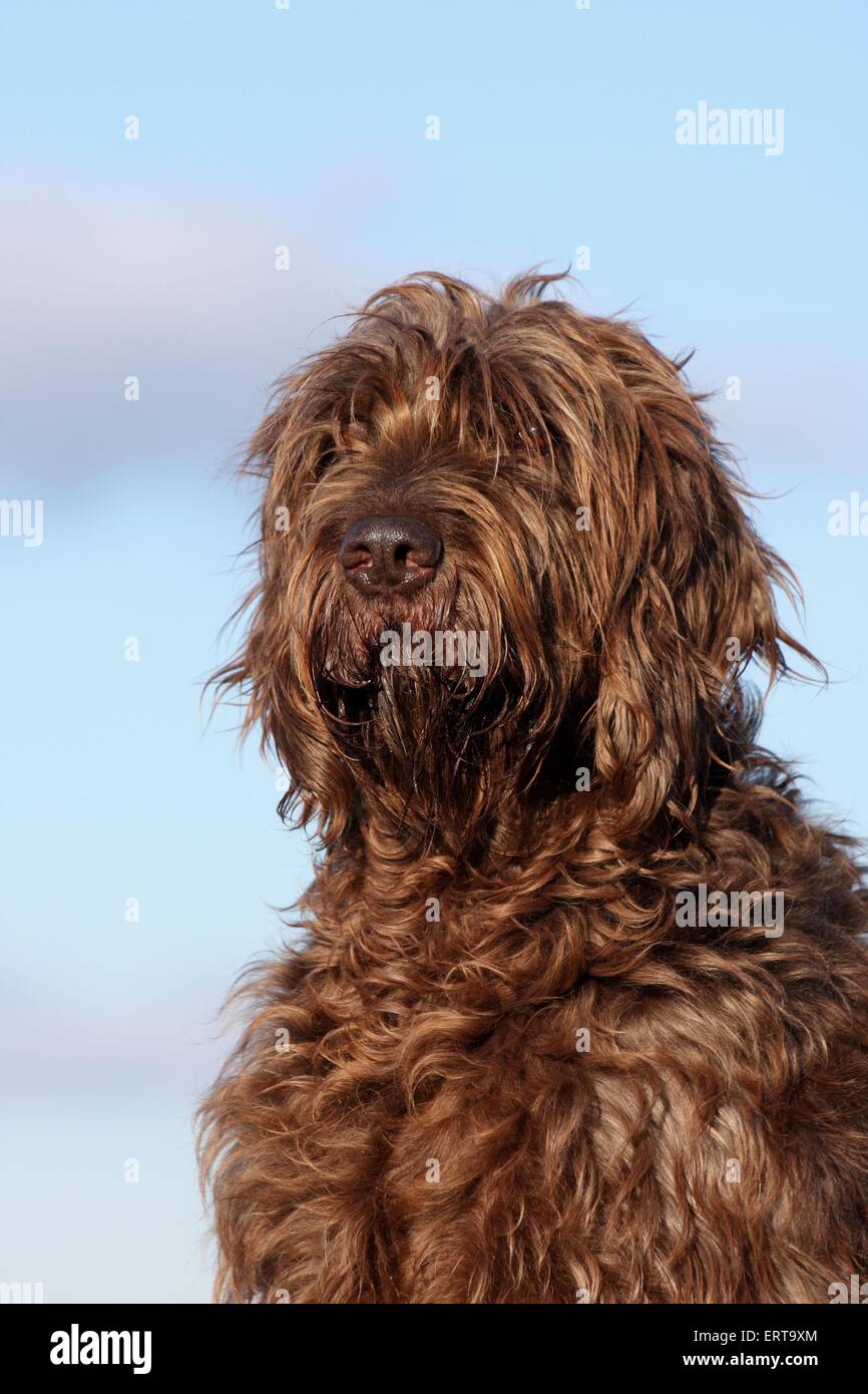 Pudelpointers hi-res stock photography and images - Alamy