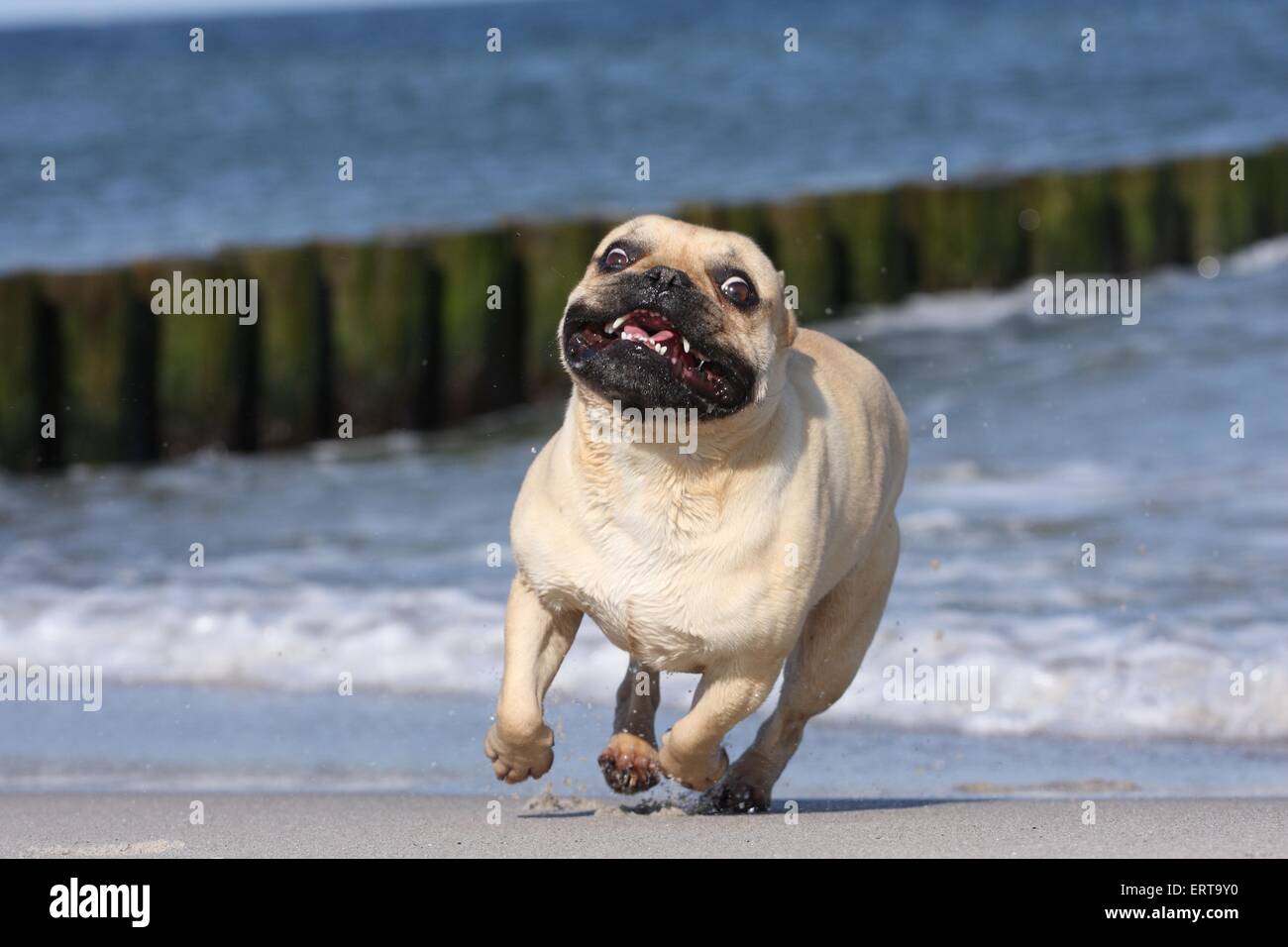 running French Bulldog Stock Photo - Alamy