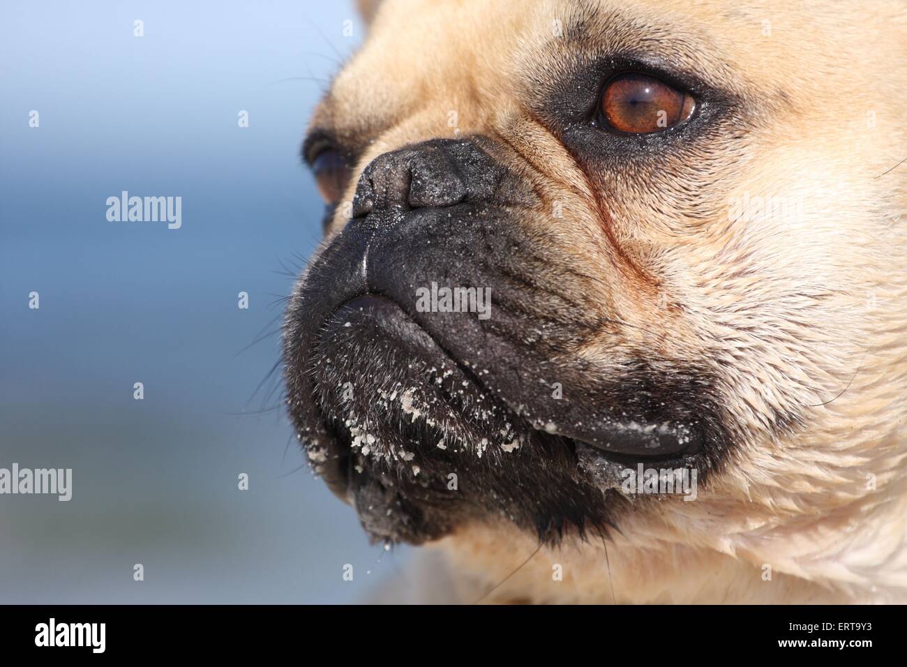 Close up bulldog face hi-res stock photography and images - Alamy