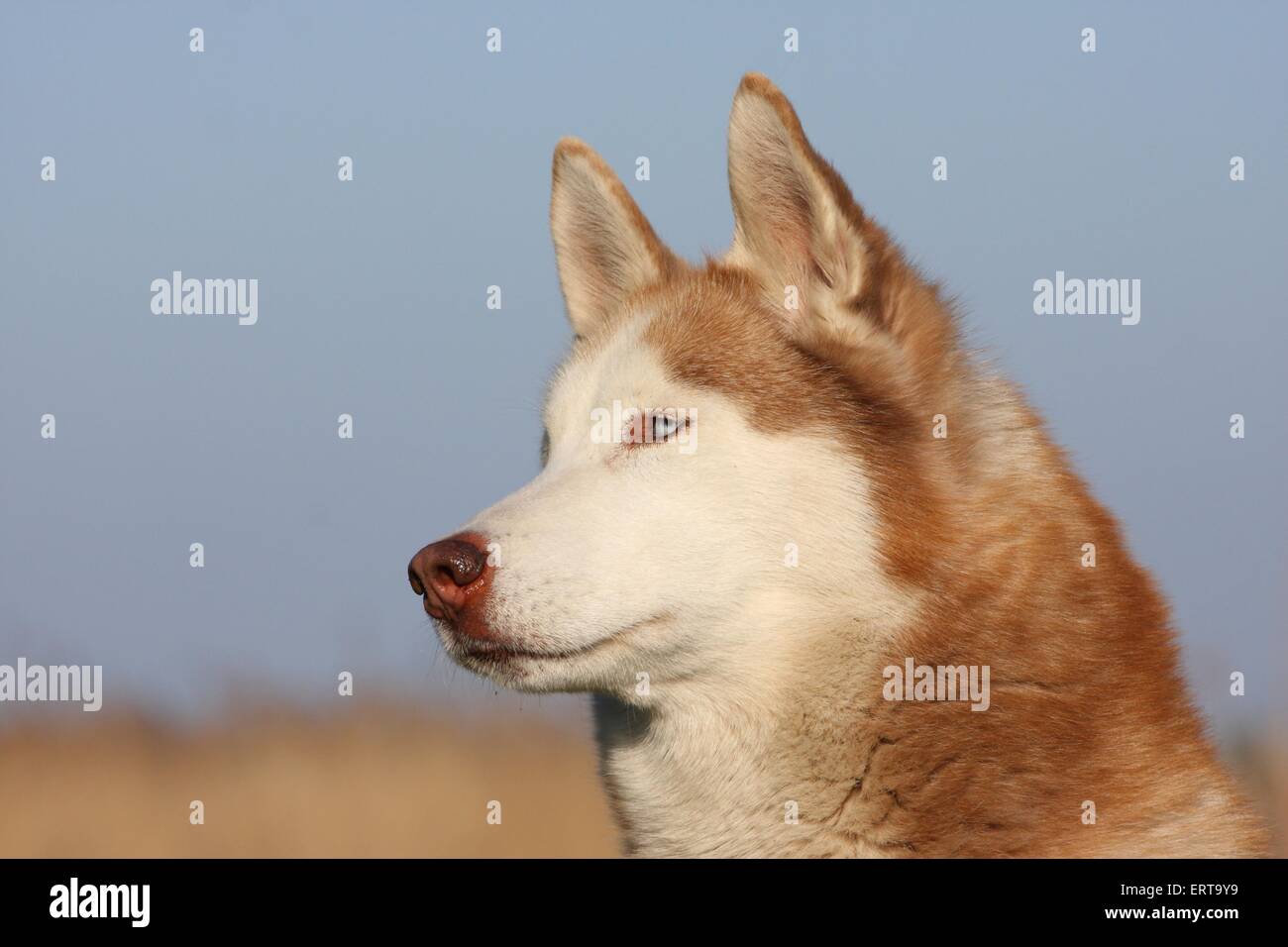 White siberian husky side view hi-res stock photography and images - Alamy