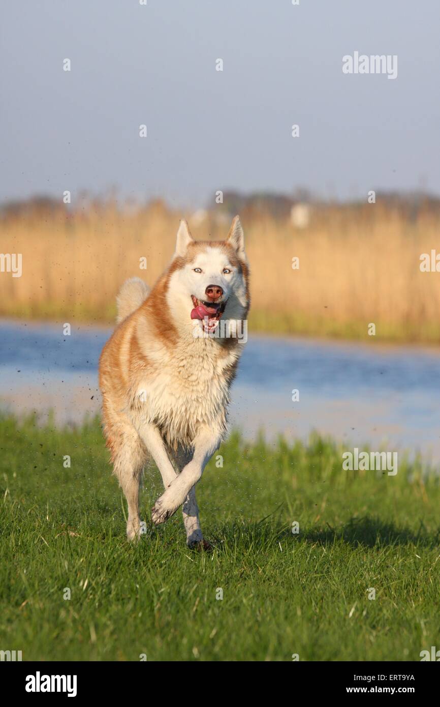 Siberian husky with one blue eye male hi-res stock photography and ...