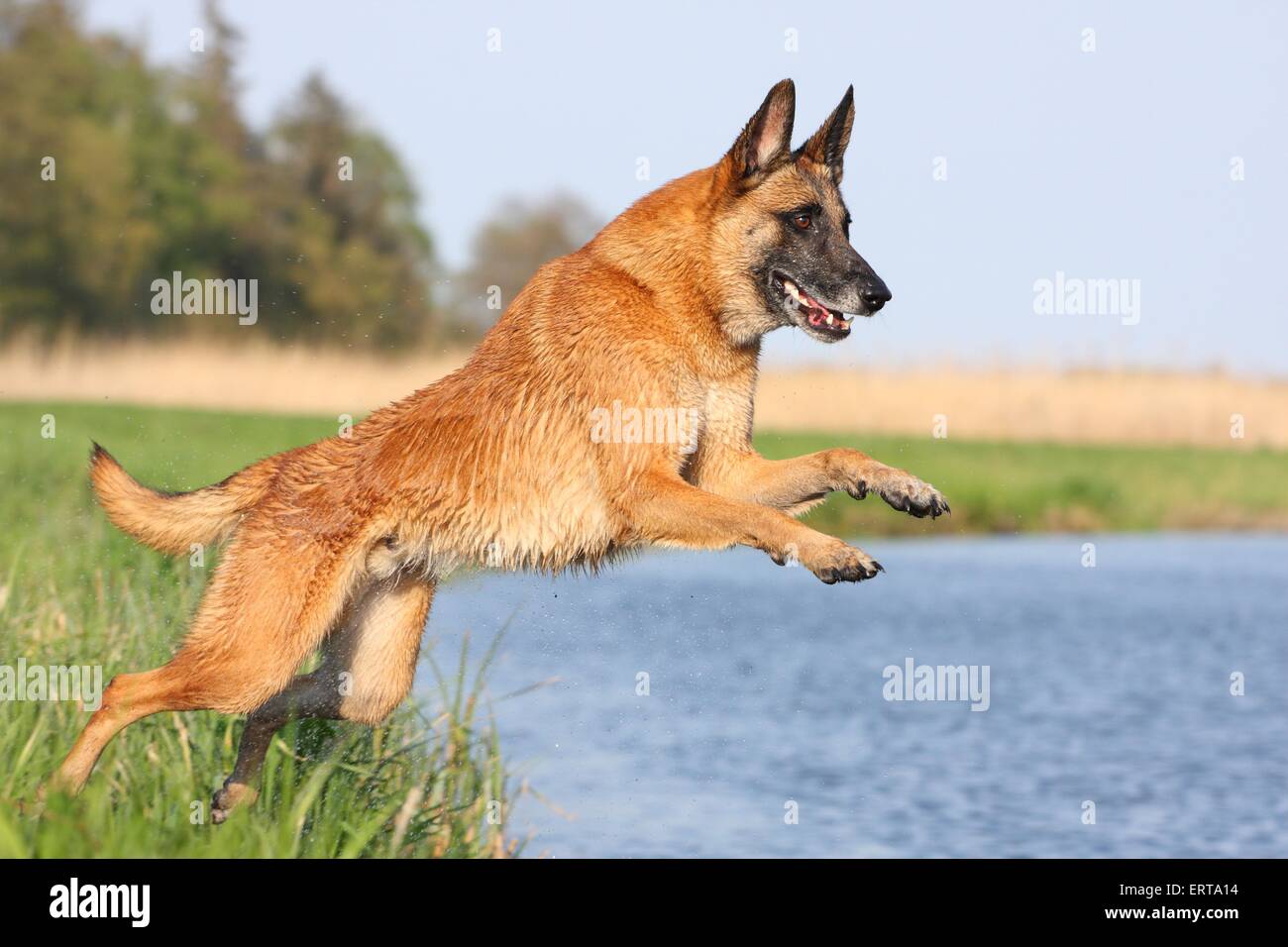 Malinois jump into water Stock Photo - Alamy