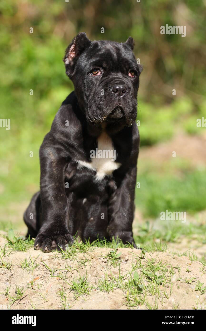 Neapolitan hi-res stock photography and images - Alamy