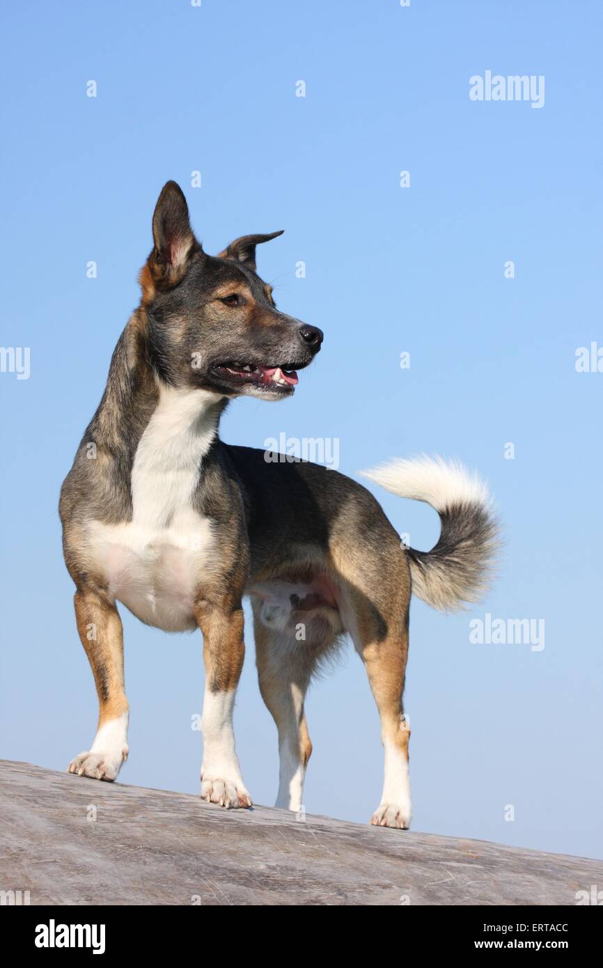 Crossbreed dog hi-res stock photography and images - Alamy