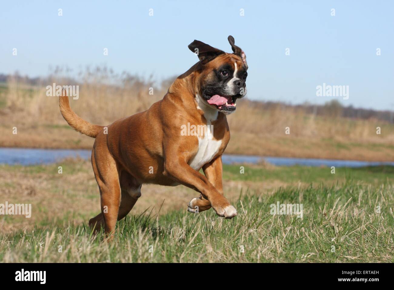 running German Boxer Stock Photo - Alamy
