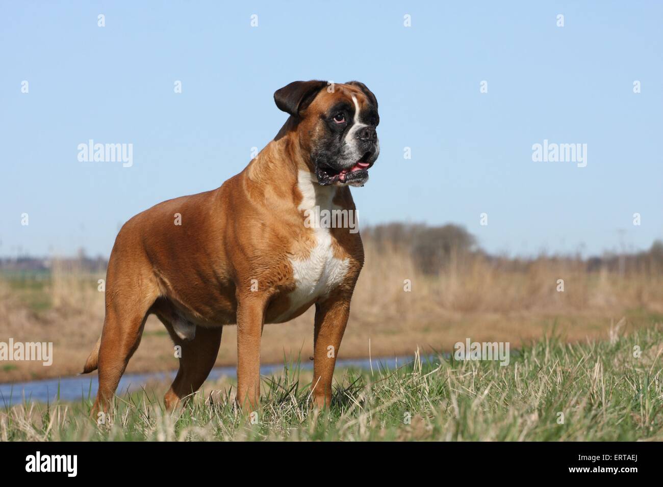 standing German Boxer Stock Photo - Alamy