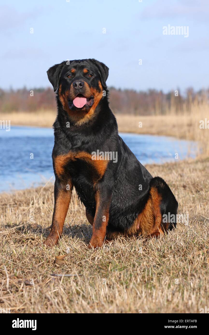 Sitting rottweiler hi-res stock photography and images - Alamy