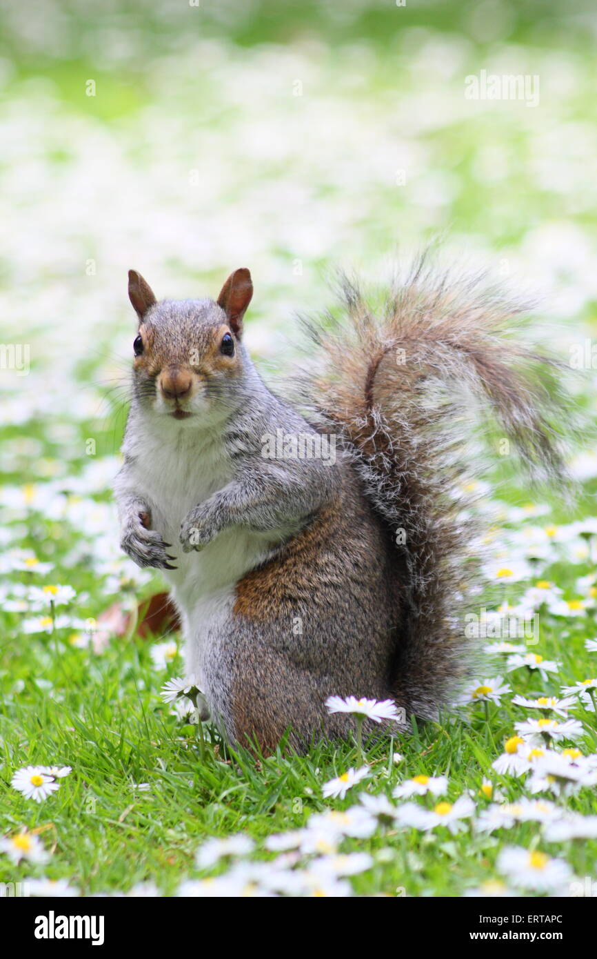 A common grey squirrel (Sciurus carolinensis) pauses among a bed of ...