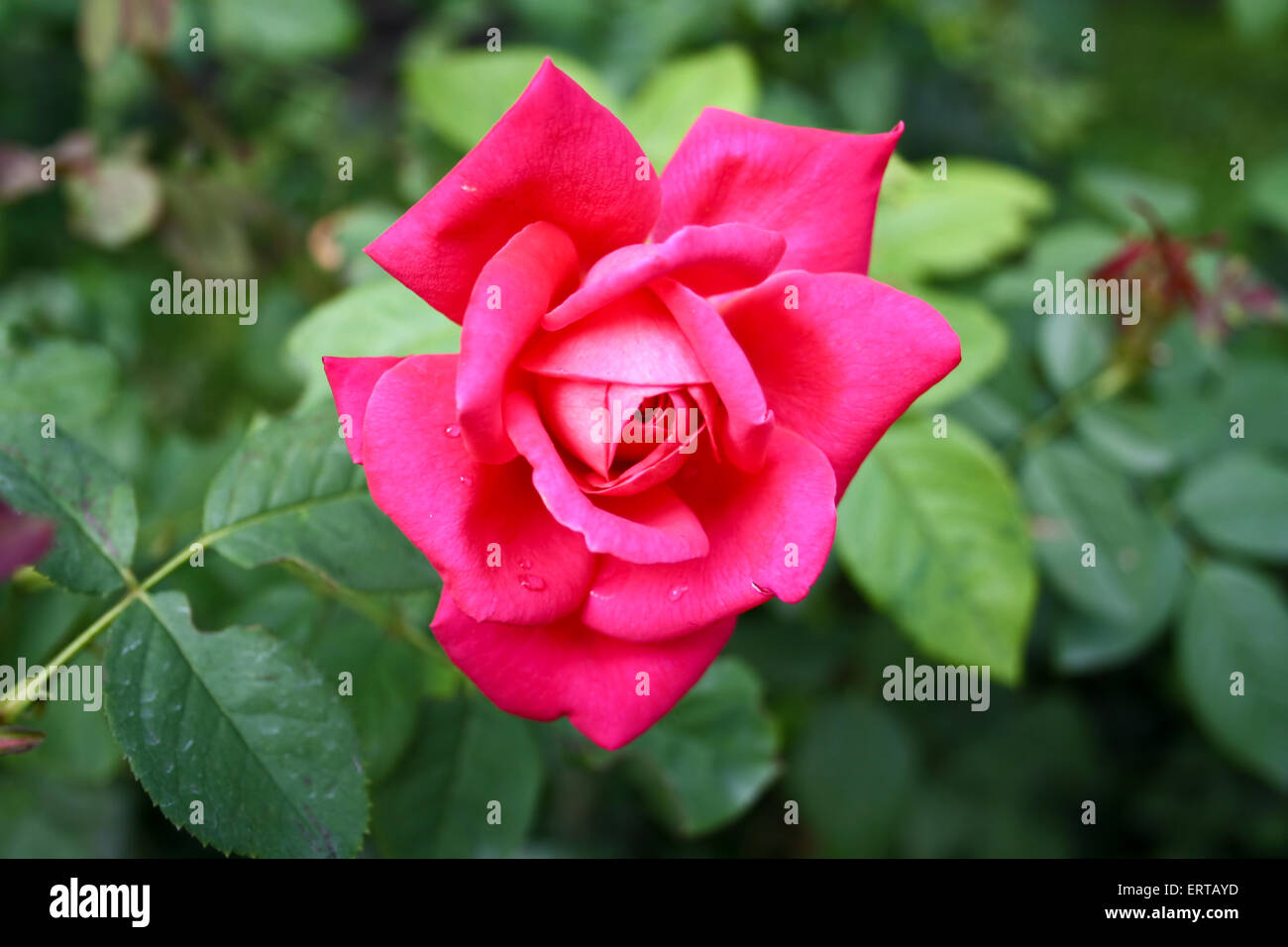 Beautiful, romantic rose flower - Rosaceae Stock Photo - Alamy