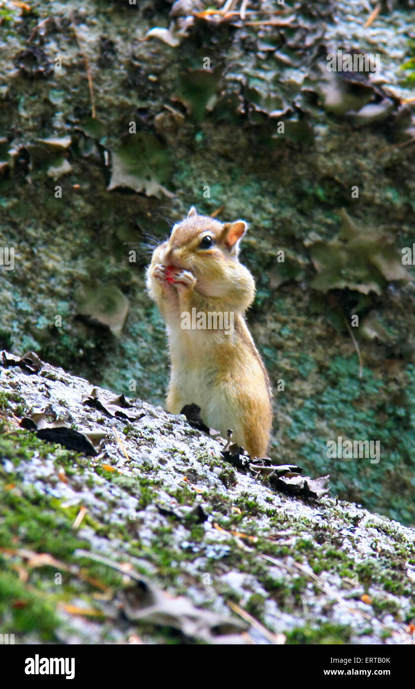 gluttonous small but cute animal - chipmunk Stock Photo - Alamy