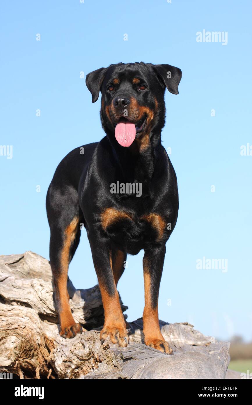 Rottweilers hi-res stock photography and images - Alamy