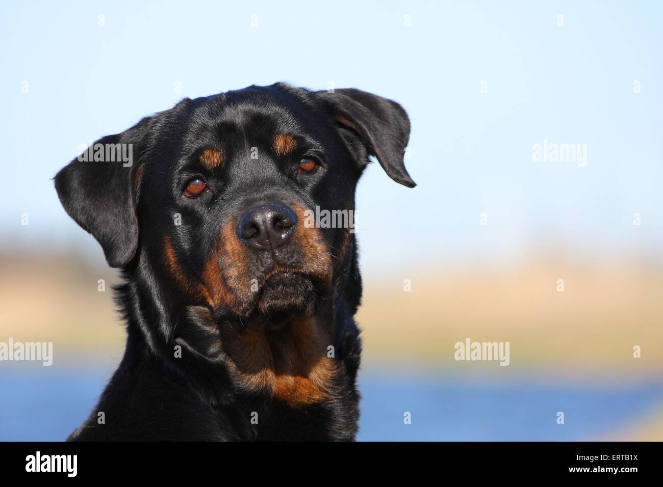 Rottweiler portrait hi-res stock photography and images - Alamy