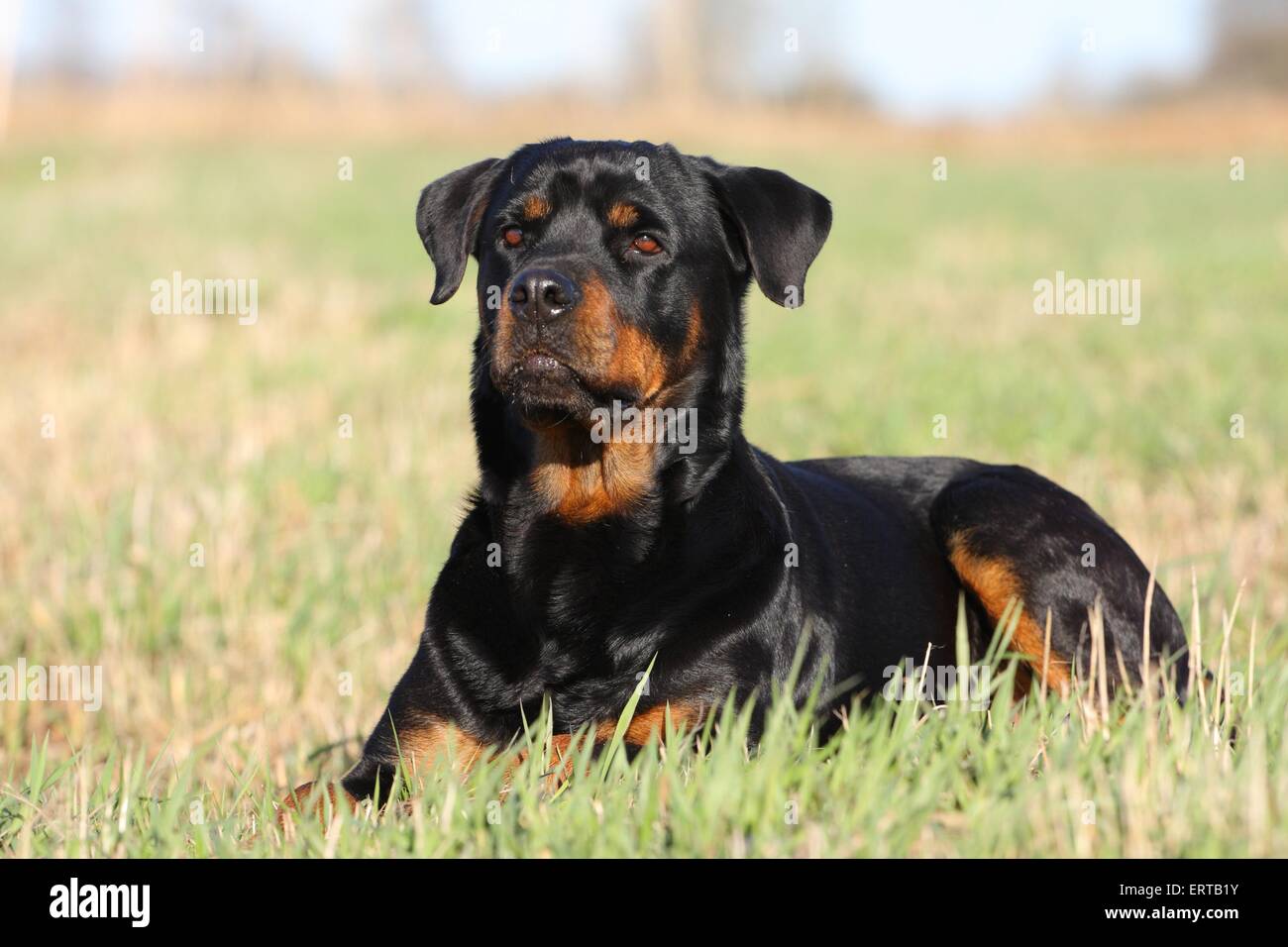 Rottweiler laying grass hi-res stock photography and images - Alamy