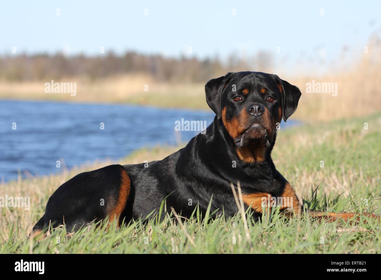 Rottweiler laying grass hi-res stock photography and images - Alamy