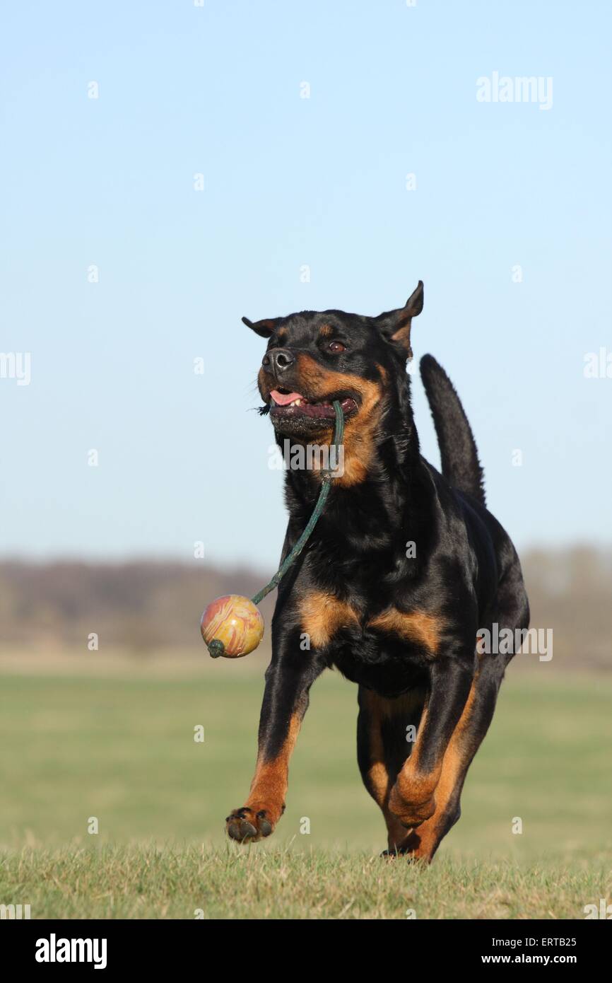 Rottweiler with muzzle hi-res stock photography and images - Alamy
