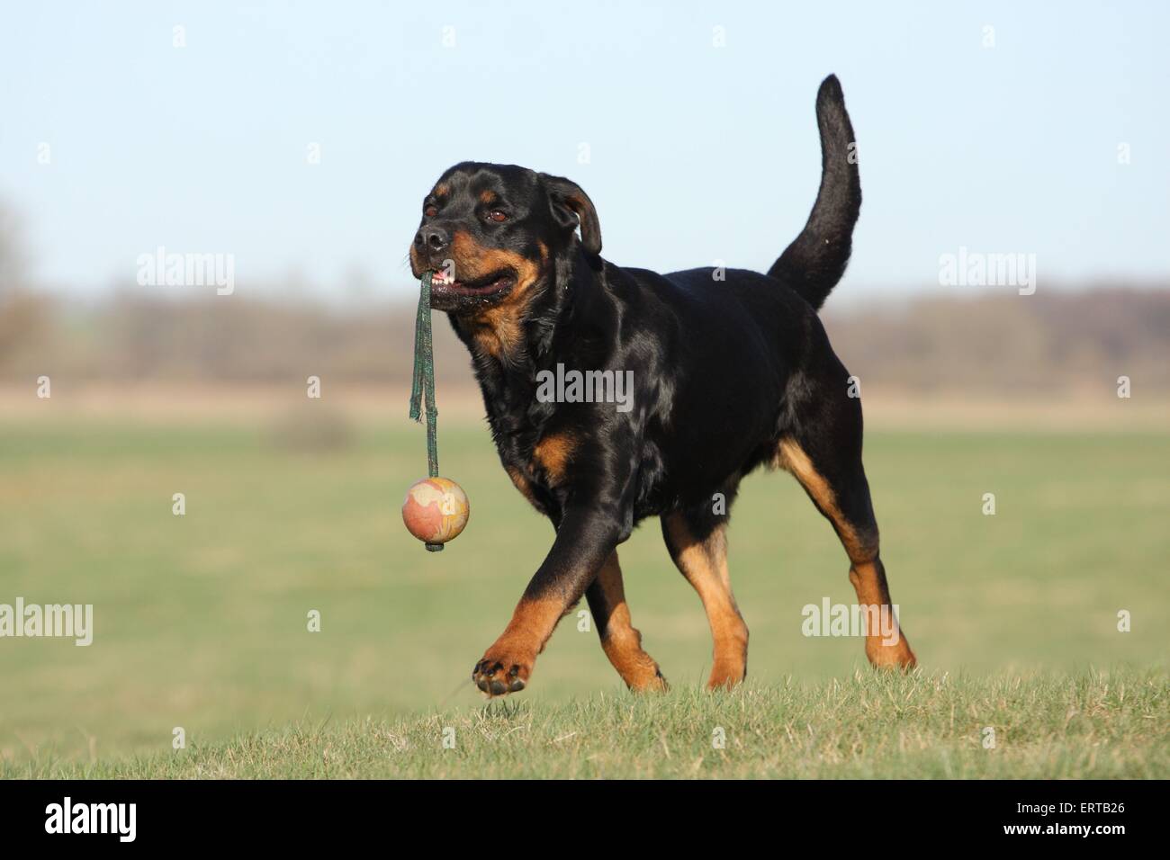 Walking Rottweiler High Resolution Stock Photography and Images - Alamy