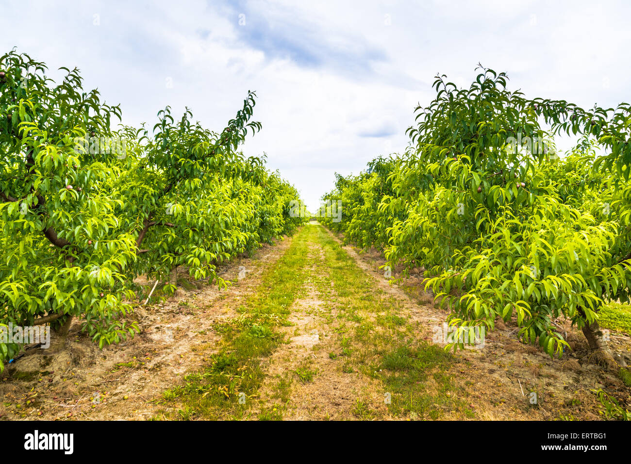 Peach trees rows in cultivated fields during spring in Italian ...