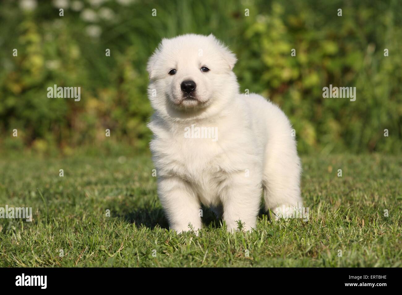 White Swiss Shepherd Puppy Stock Photo - Alamy