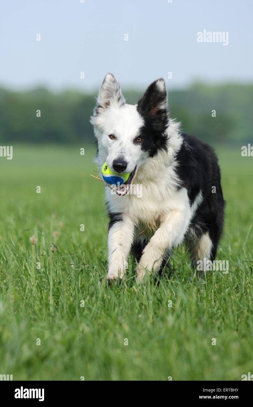 playing Border Collie Stock Photo - Alamy