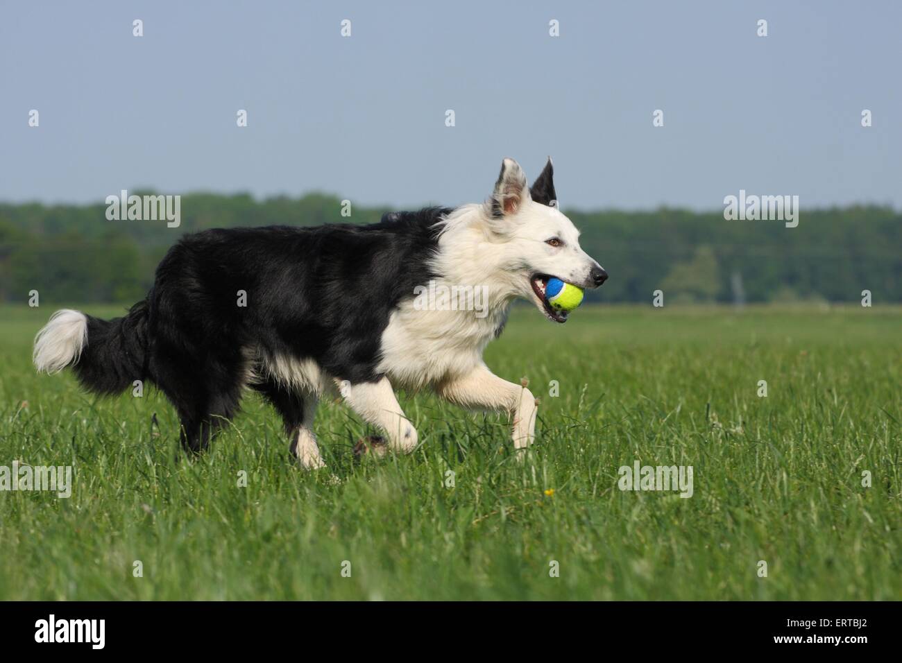 playing Border Collie Stock Photo - Alamy