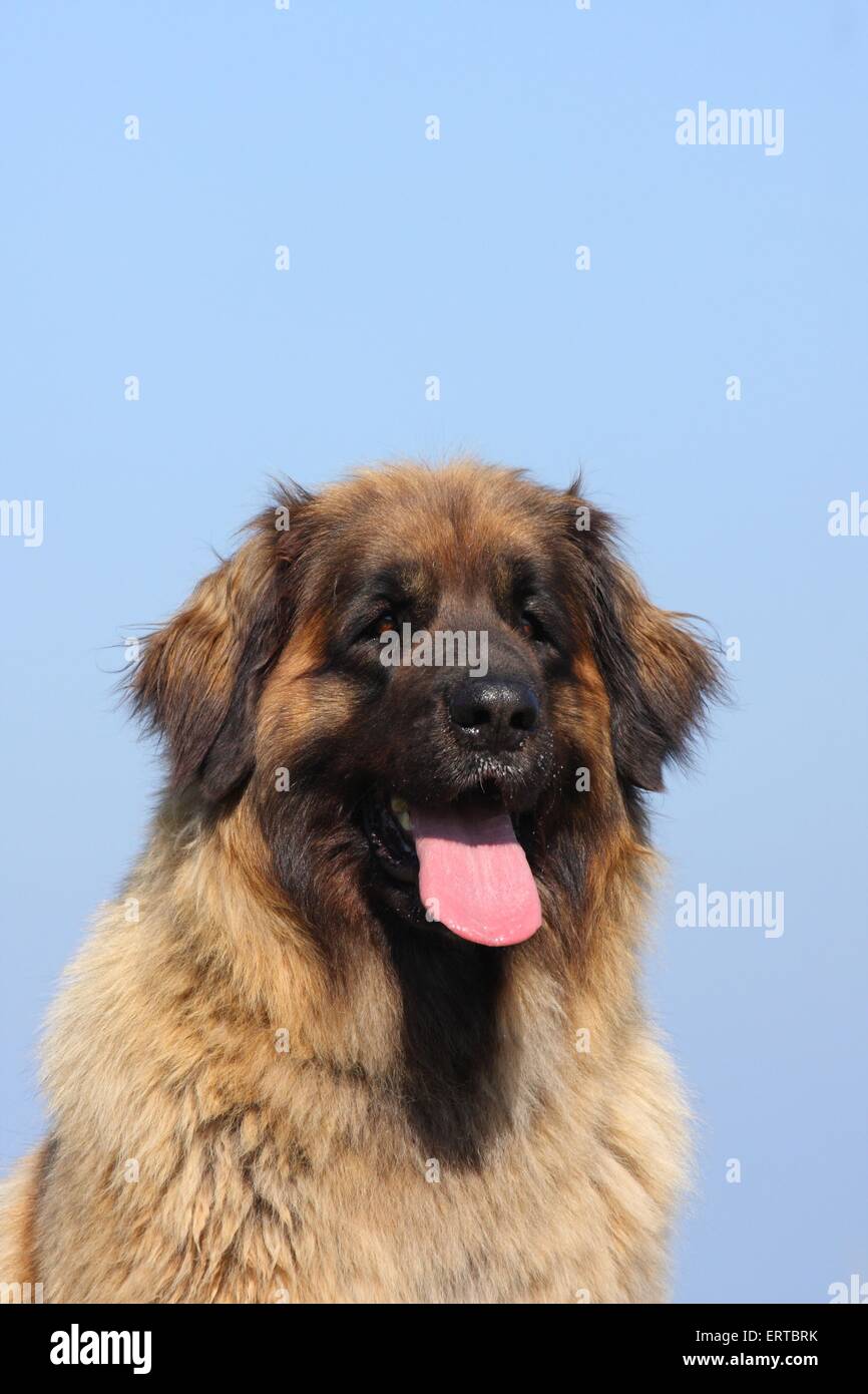 Leonberger portrait hi-res stock photography and images - Alamy