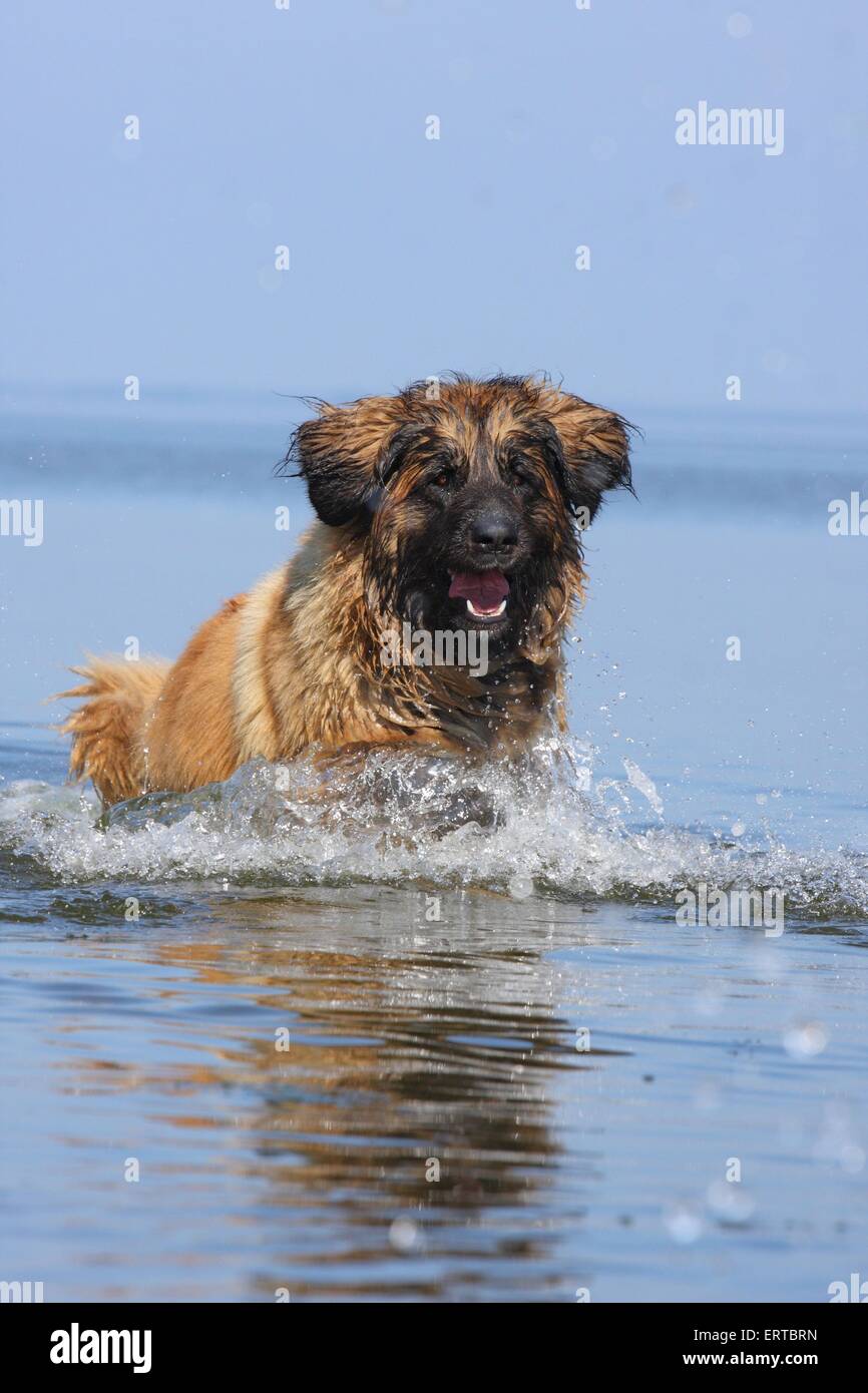 Leonberger running hi-res stock photography and images - Alamy