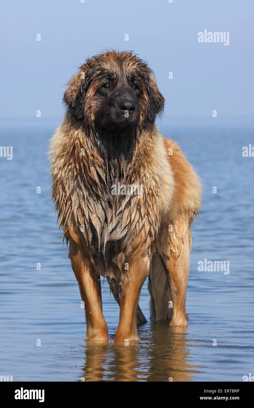 Leonbergers hi-res stock photography and images - Alamy