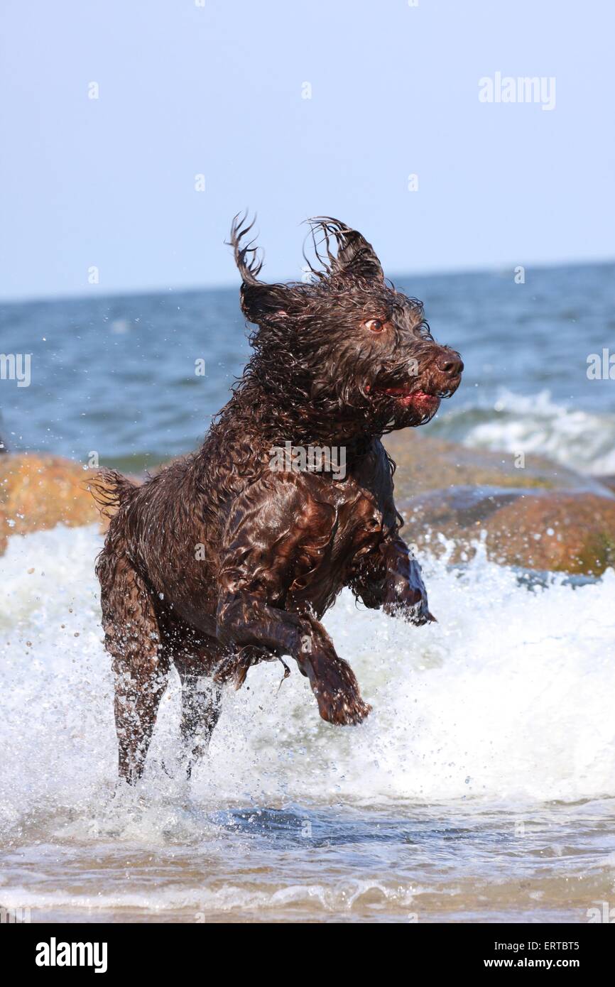 running German Broken-coated Pointing Dog Stock Photo - Alamy