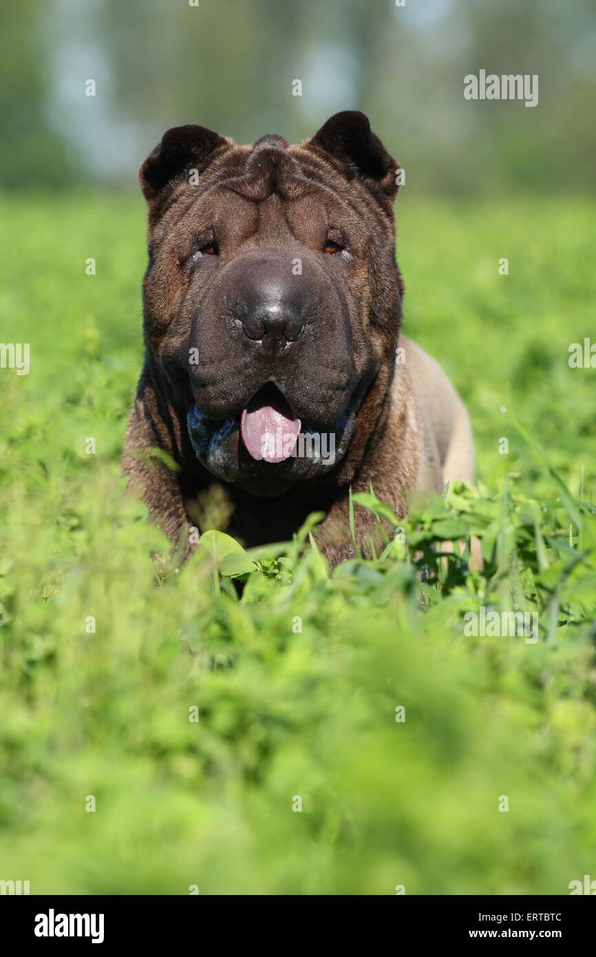 Shar pei tongue hi-res stock photography and images - Alamy